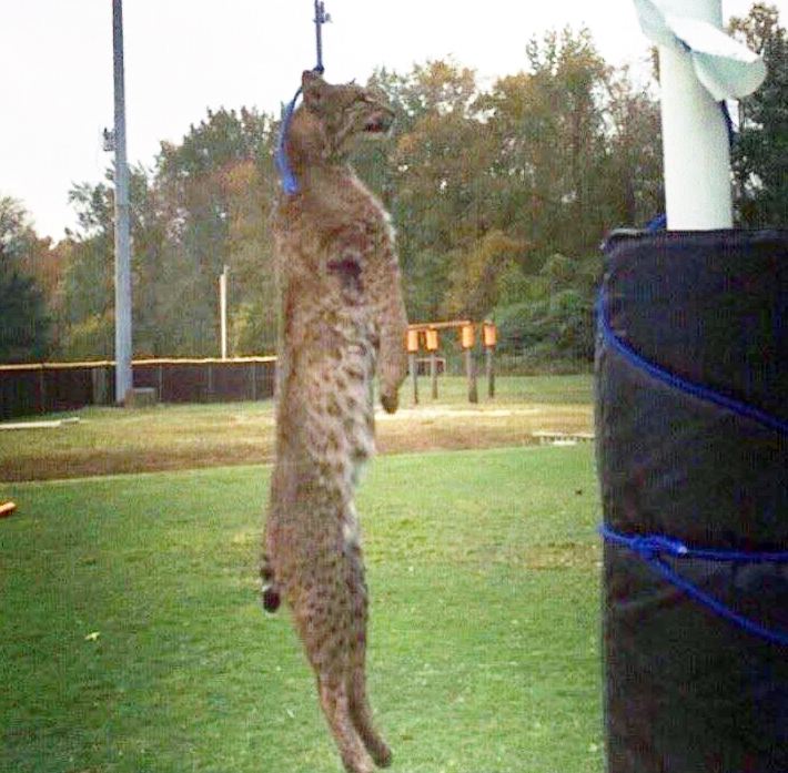 Dead Bobcat Found Hanging From Goalpost At Tullahoma’s Practice Field ...